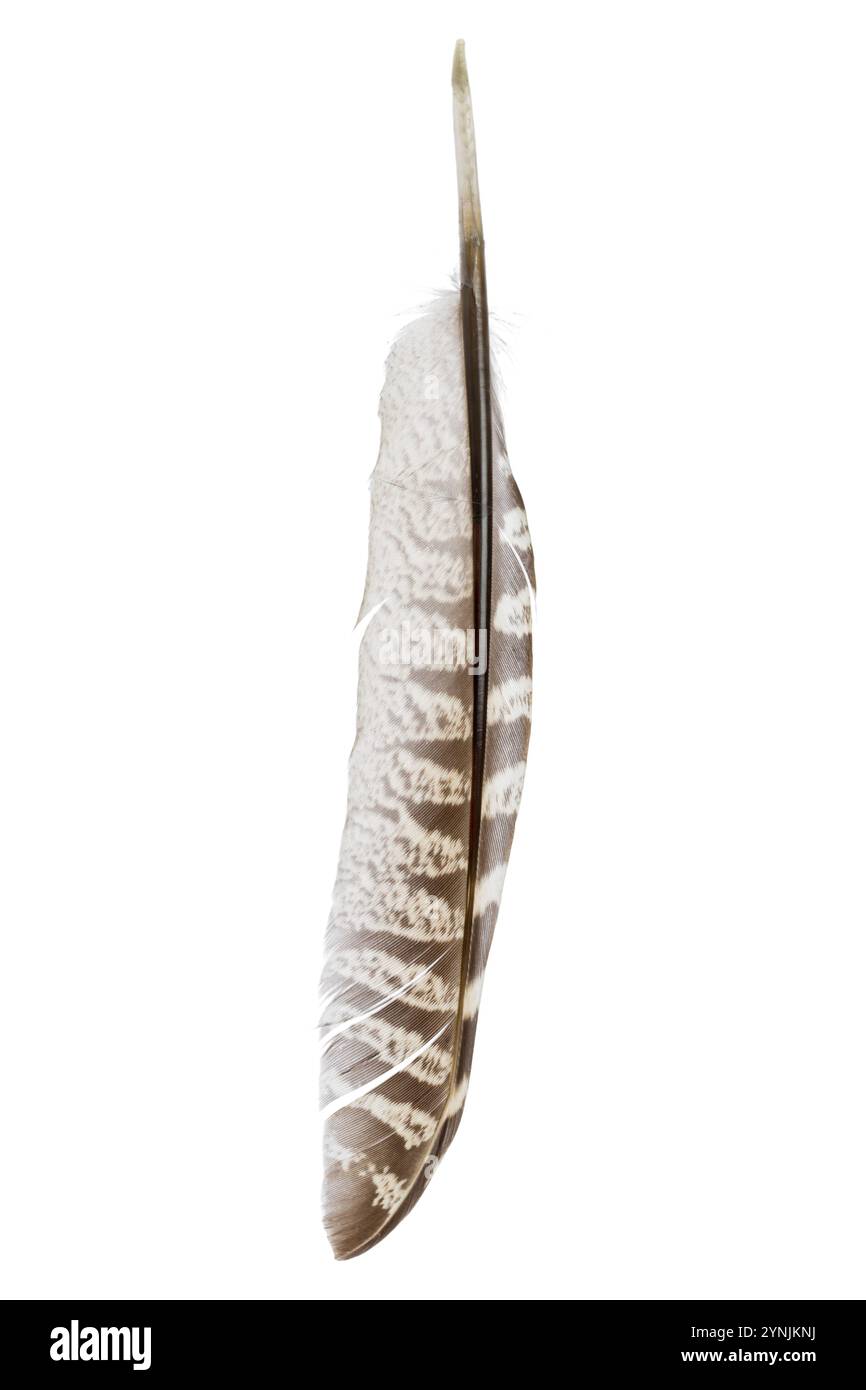 bird feather isolated on white background Stock Photo - Alamy