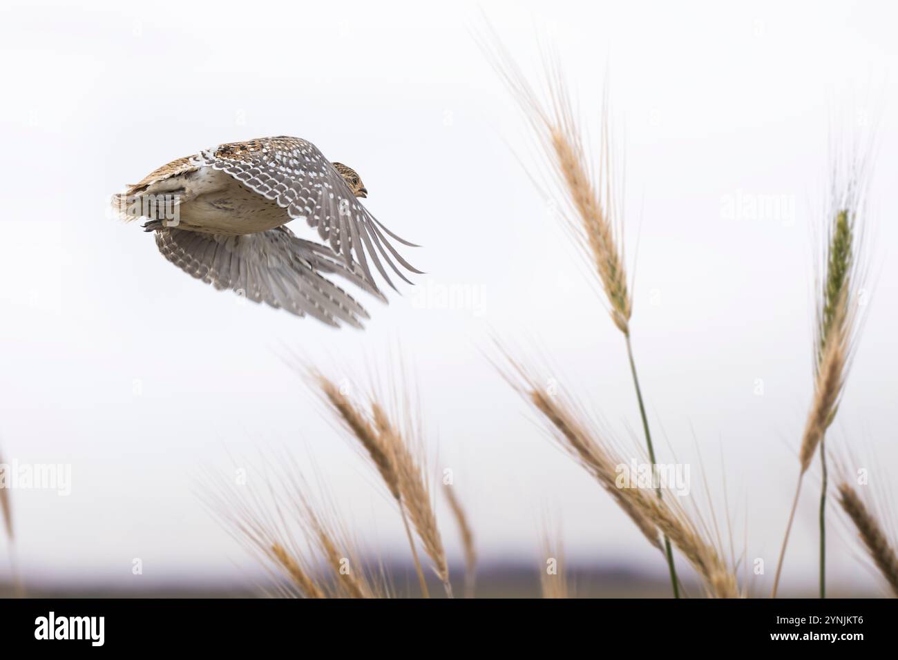 Sharp tailed grouse in flight hi-res stock photography and images - Alamy