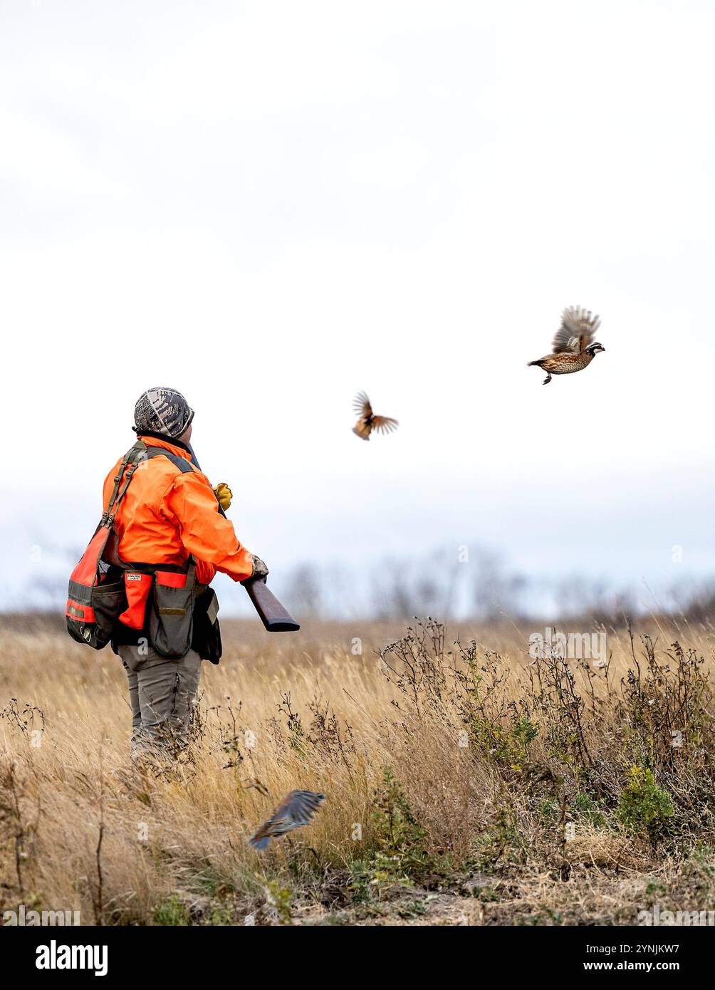 Bobwhite Quail Hunting Stock Photo - Alamy