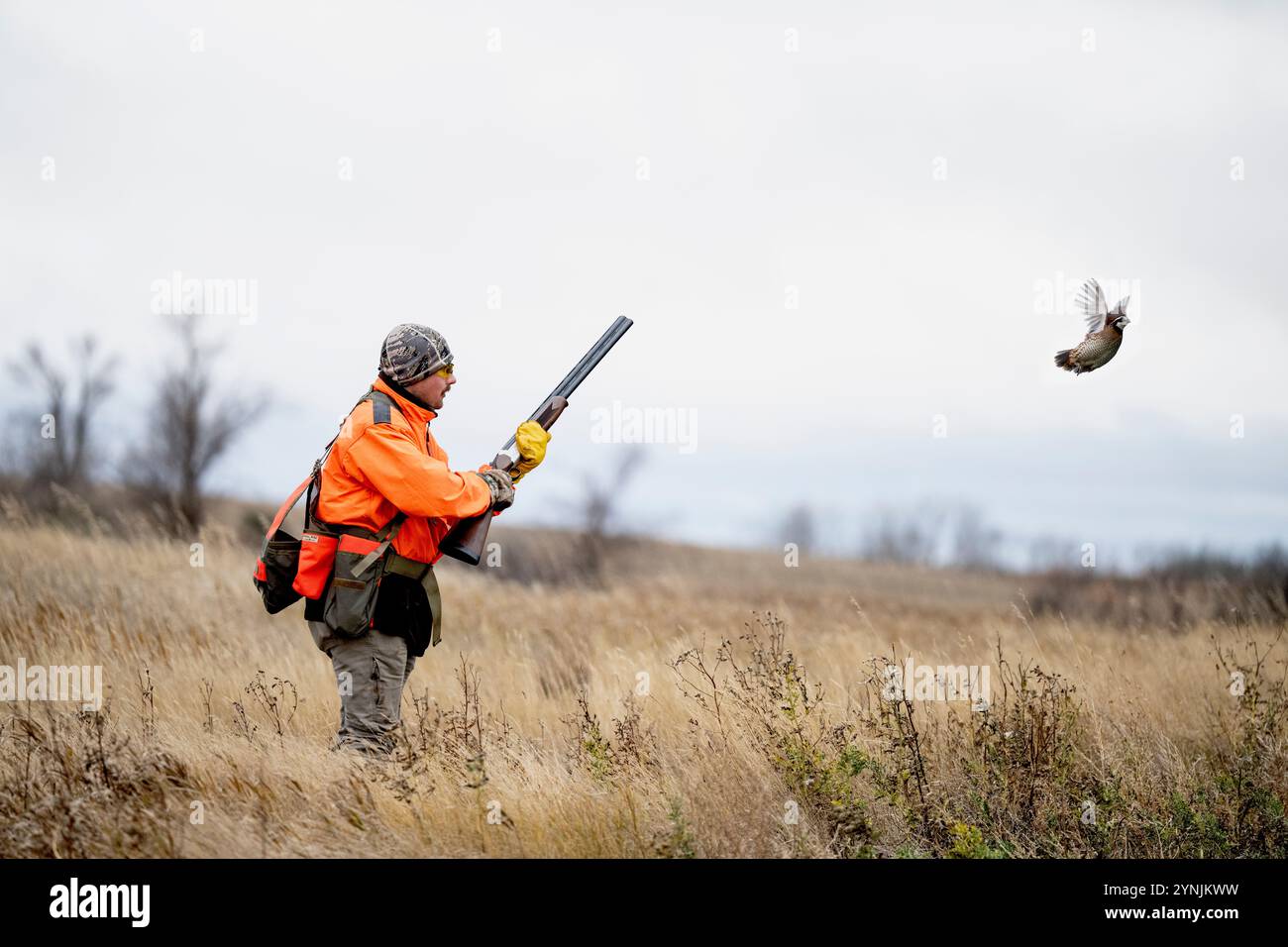 Bobwhite Quail Hunting Stock Photo - Alamy