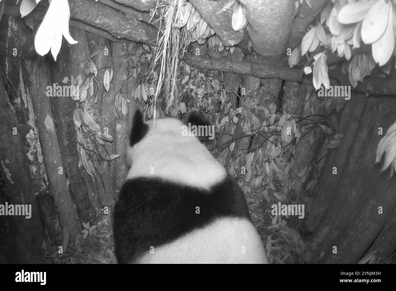 Chengdu. 26th Nov, 2024. This image captured by an infrared camera in ...