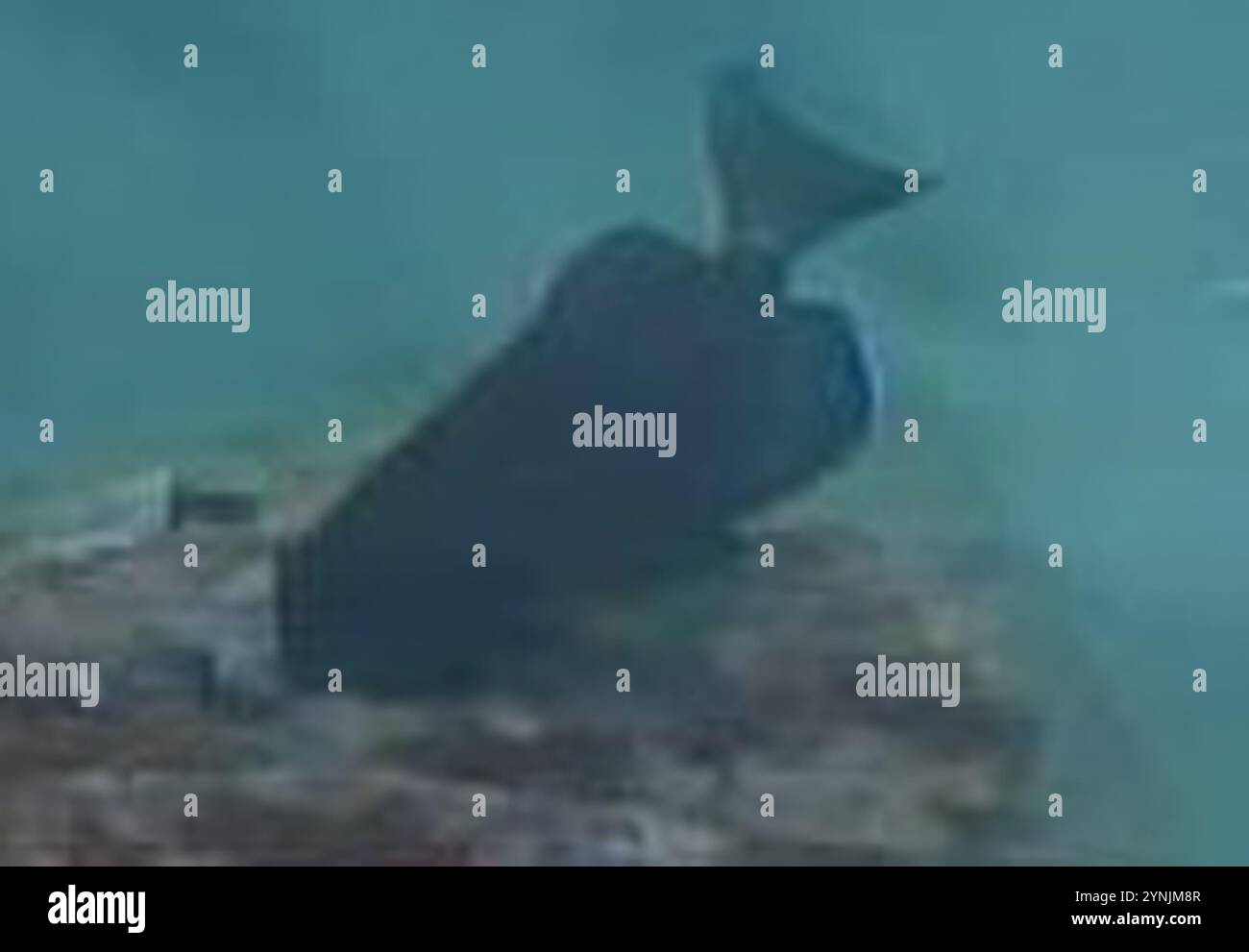 Surgeonfishes, Tangs, and Unicornfishes (Acanthuridae Stock Photo - Alamy