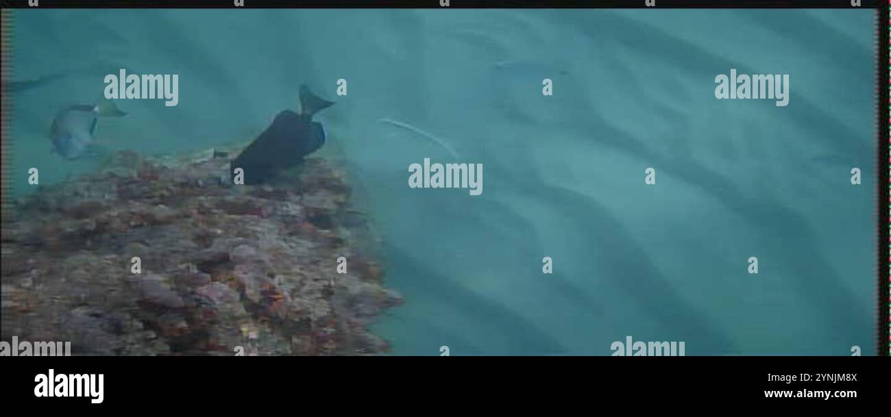 Surgeonfishes, Tangs, and Unicornfishes (Acanthuridae Stock Photo - Alamy