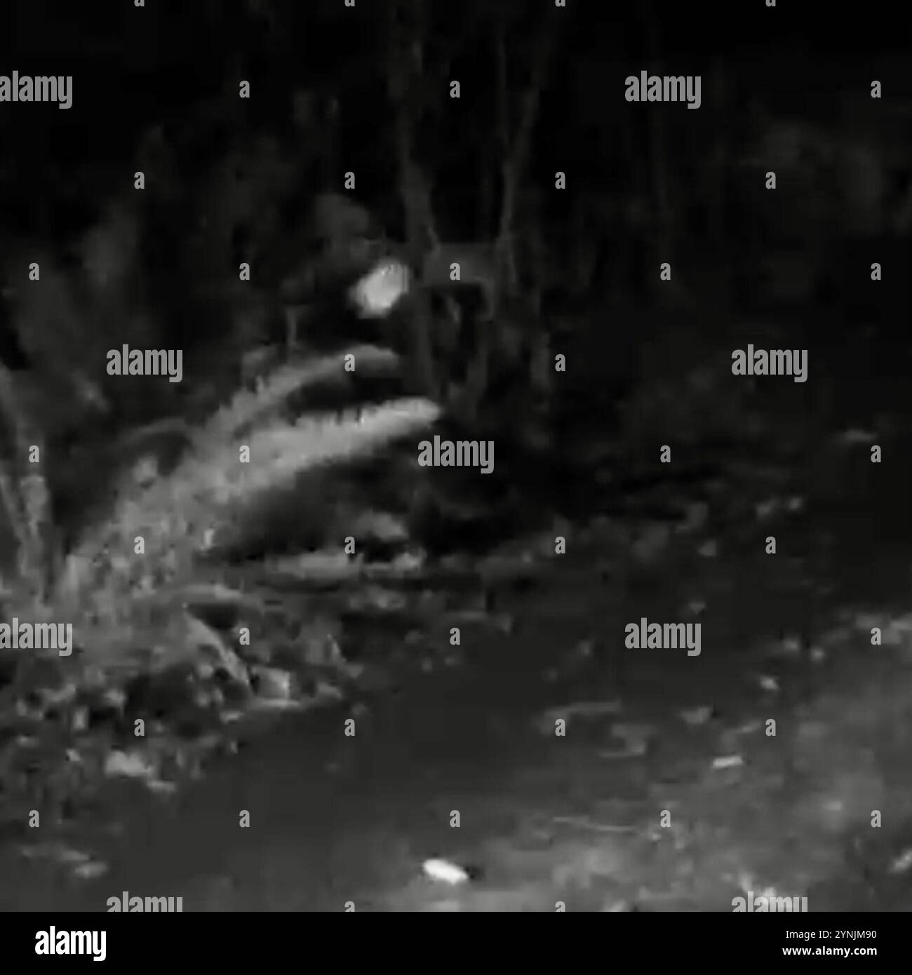 Typical Owls (Strigidae Stock Photo - Alamy