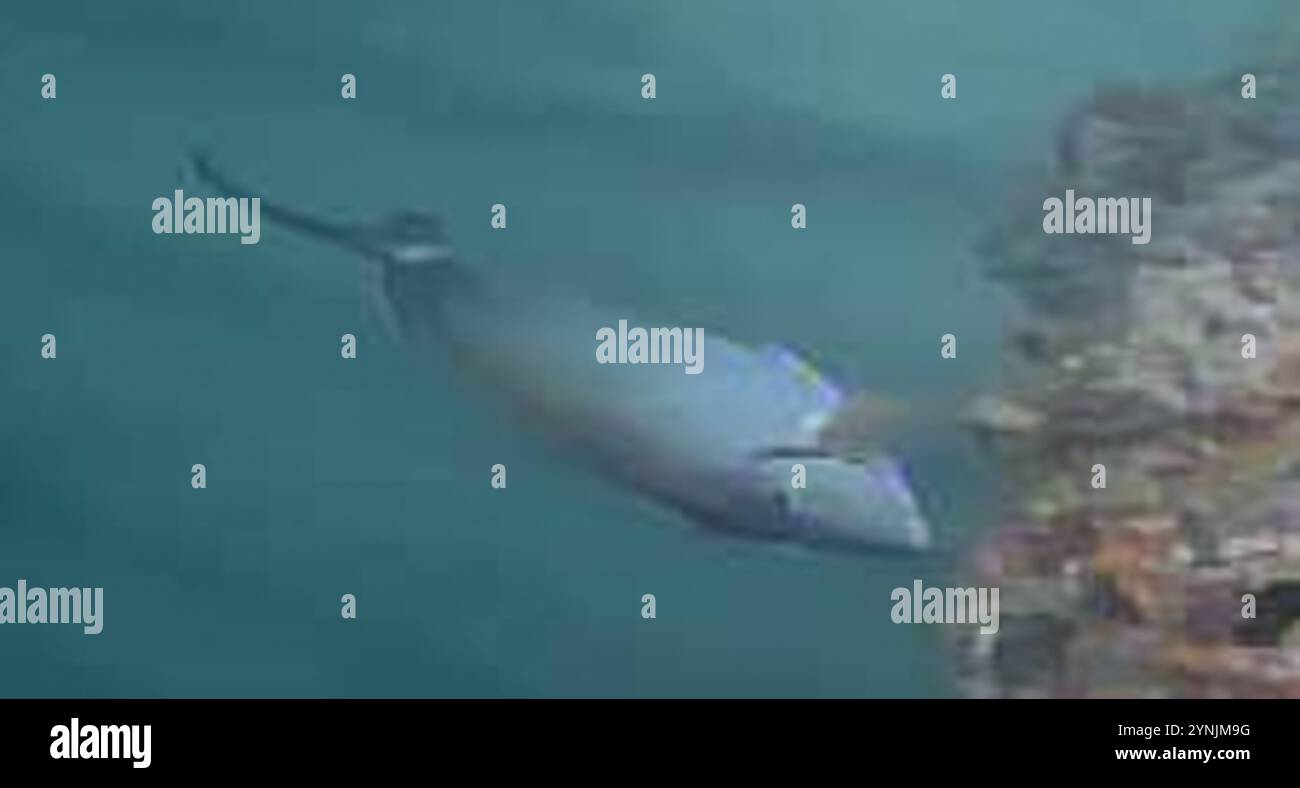 Surgeonfishes, Tangs, and Unicornfishes (Acanthuridae Stock Photo - Alamy