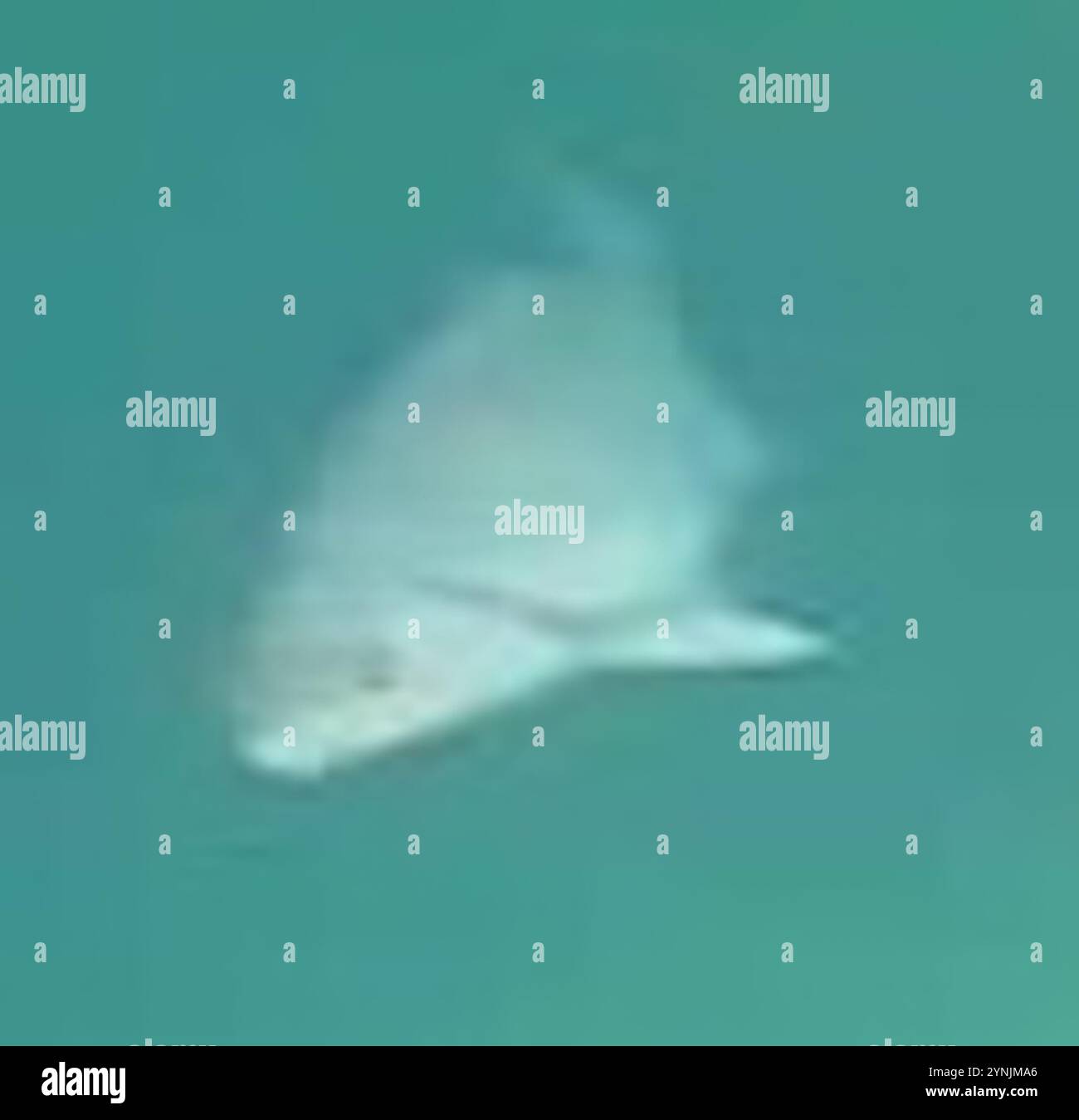 Ray-finned Fishes (Actinopterygii Stock Photo - Alamy