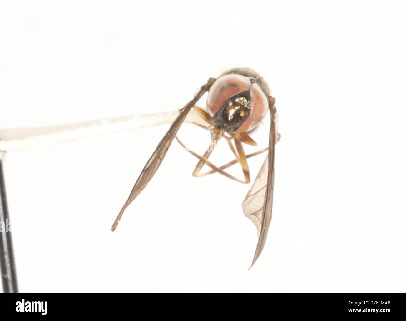 Typical Hover Flies (Syrphinae Stock Photo - Alamy