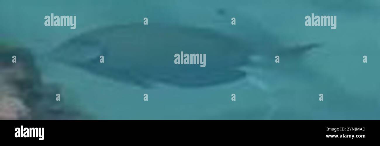 Surgeonfishes, Tangs, and Unicornfishes (Acanthuridae Stock Photo - Alamy
