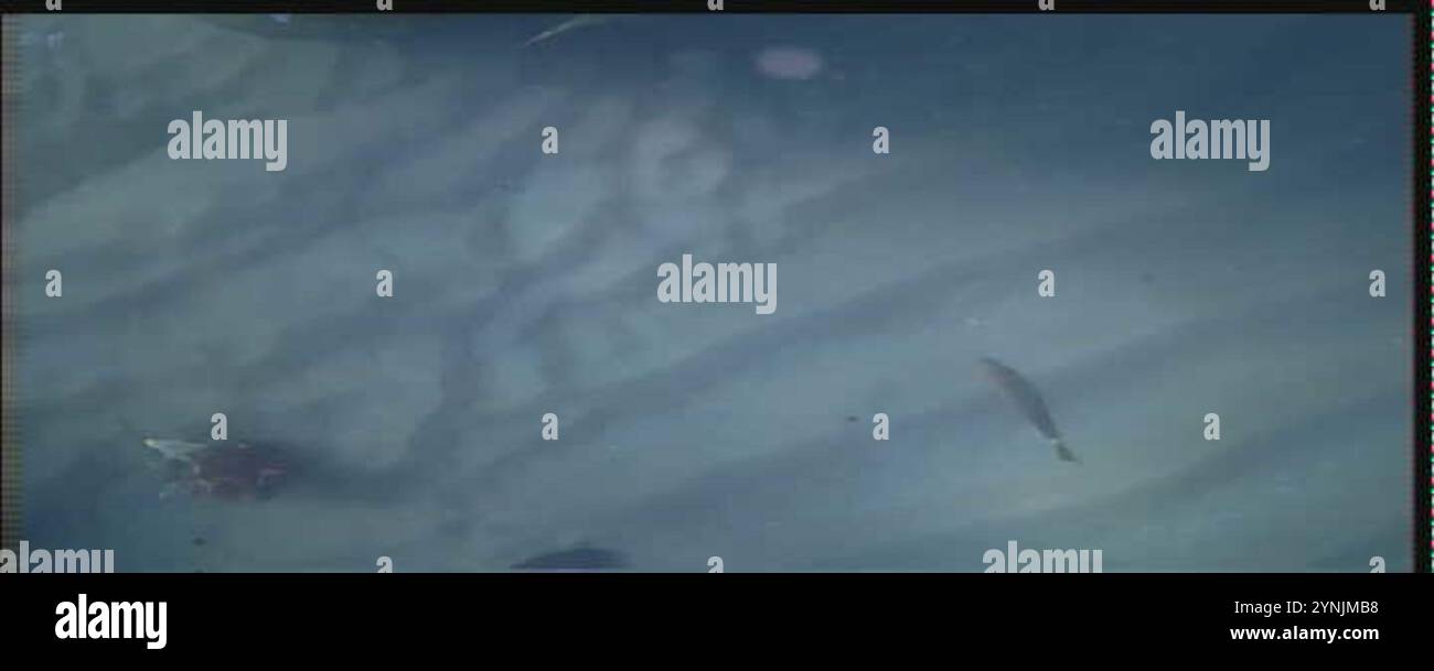 Ray-finned Fishes (Actinopterygii Stock Photo - Alamy