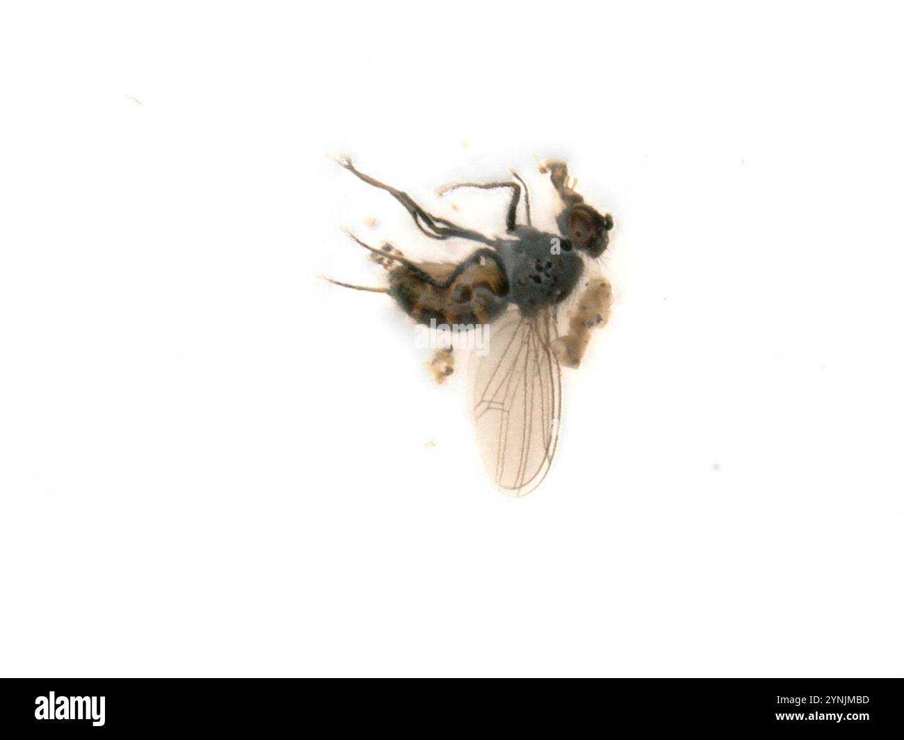 Freeloader flies hi-res stock photography and images - Alamy