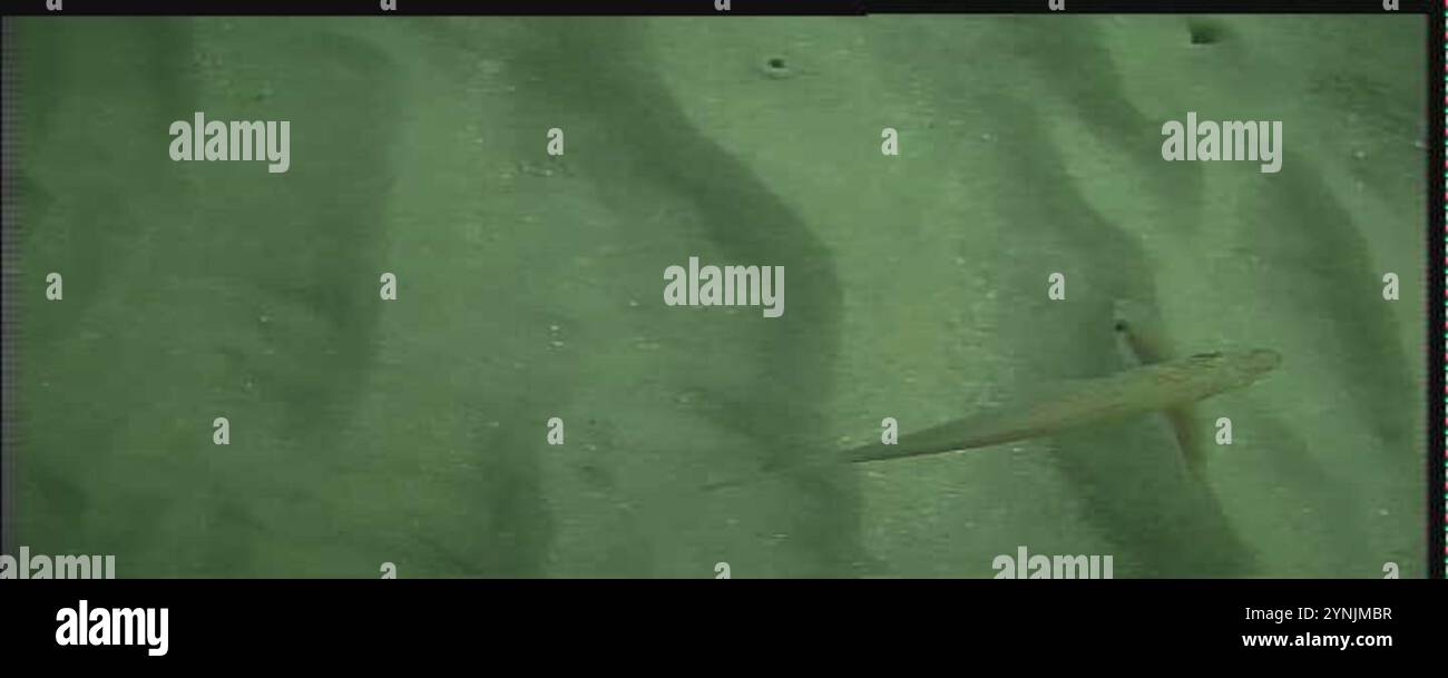 Ray-finned Fishes (Actinopterygii Stock Photo - Alamy