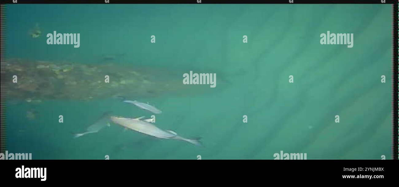 Ray-finned Fishes (Actinopterygii Stock Photo - Alamy