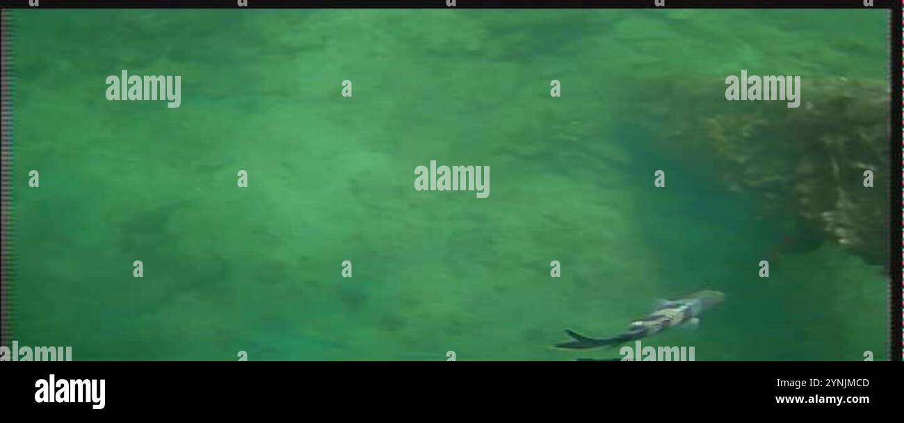 Atlantic Sergeant Major (Abudefduf saxatilis Stock Photo - Alamy