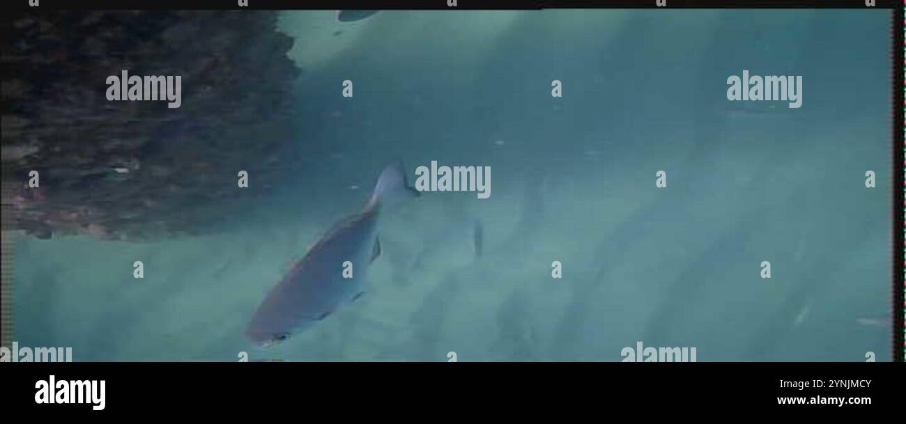 Ray-finned Fishes (Actinopterygii Stock Photo - Alamy