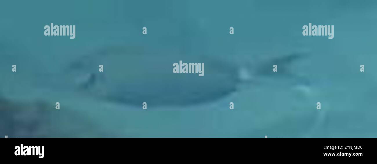Surgeonfishes, Tangs, and Unicornfishes (Acanthuridae Stock Photo - Alamy