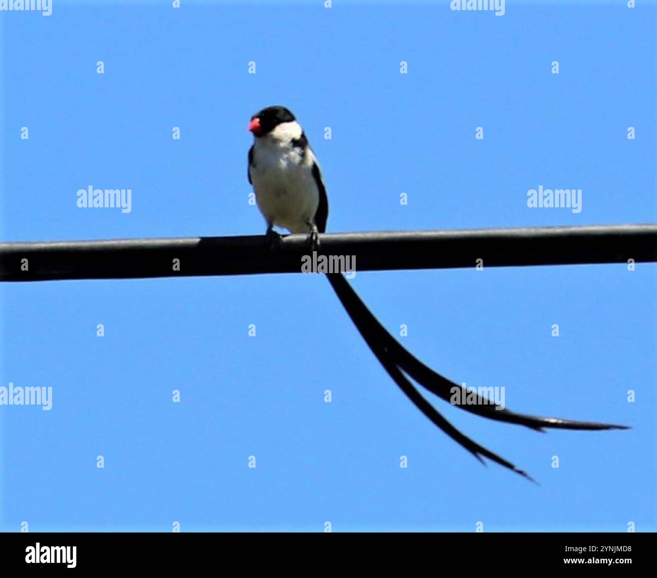 Pin-tailed Whydah (Vidua macroura Stock Photo - Alamy