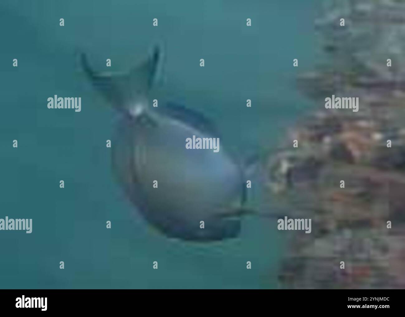 Surgeonfishes, Tangs, and Unicornfishes (Acanthuridae Stock Photo - Alamy