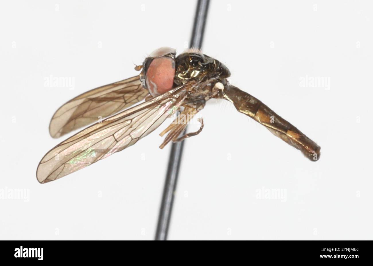 Typical Hover Flies (Syrphinae Stock Photo - Alamy