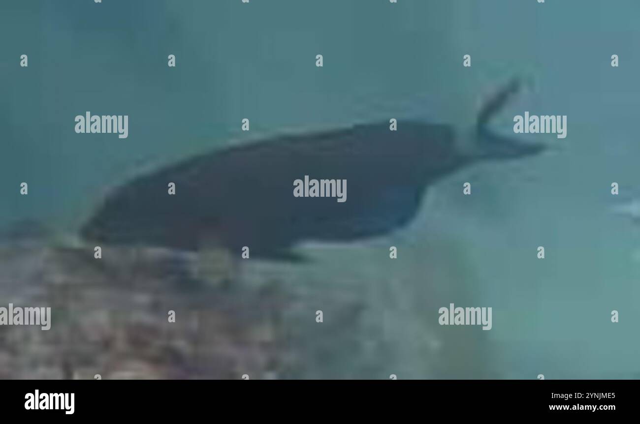 Surgeonfishes, Tangs, and Unicornfishes (Acanthuridae Stock Photo - Alamy