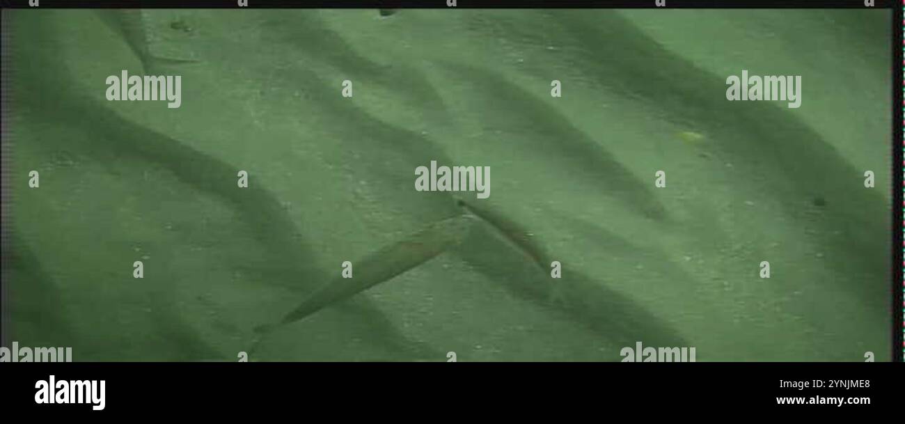 Ray-finned Fishes (Actinopterygii Stock Photo - Alamy