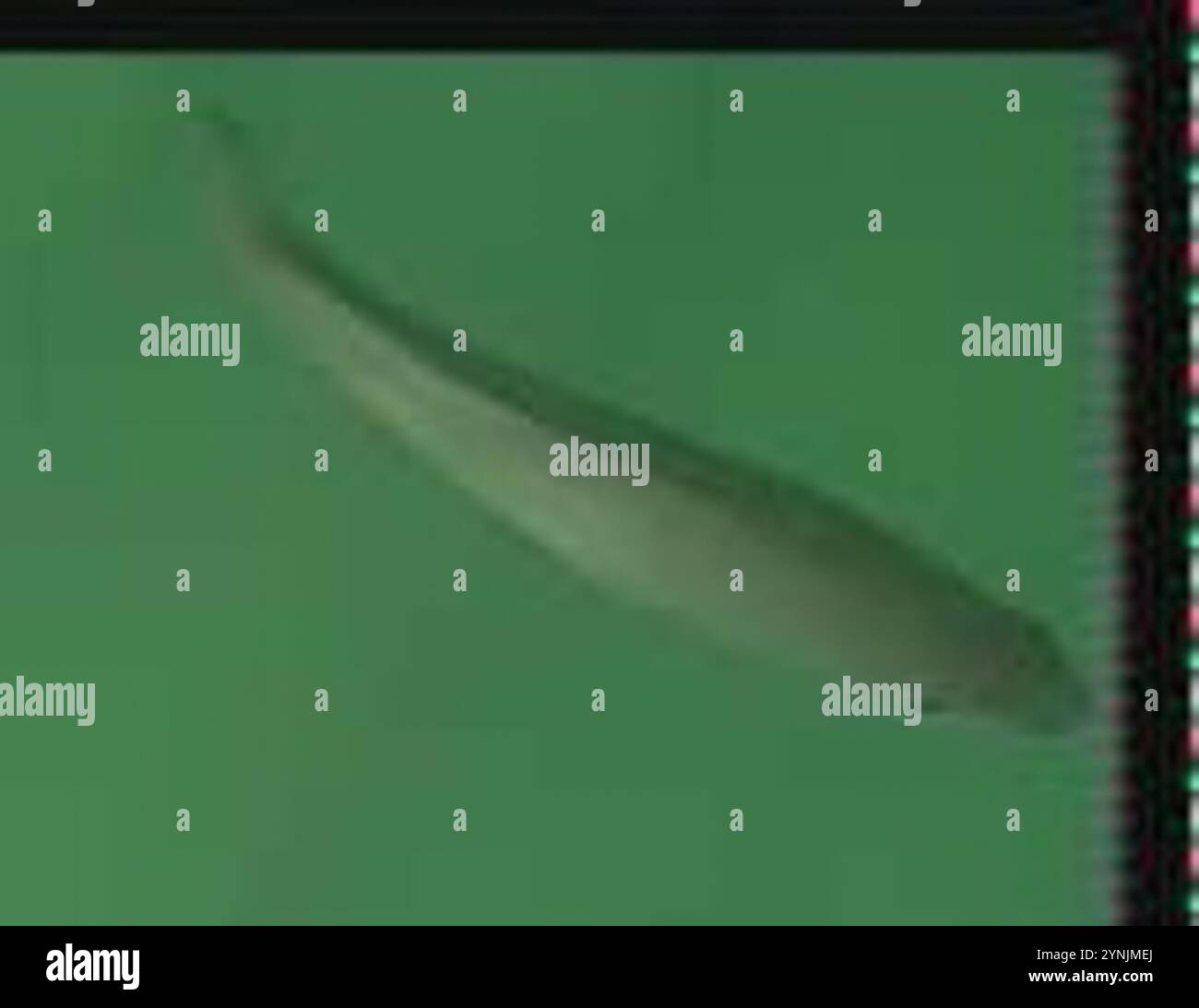 Ray-finned Fishes (Actinopterygii Stock Photo - Alamy