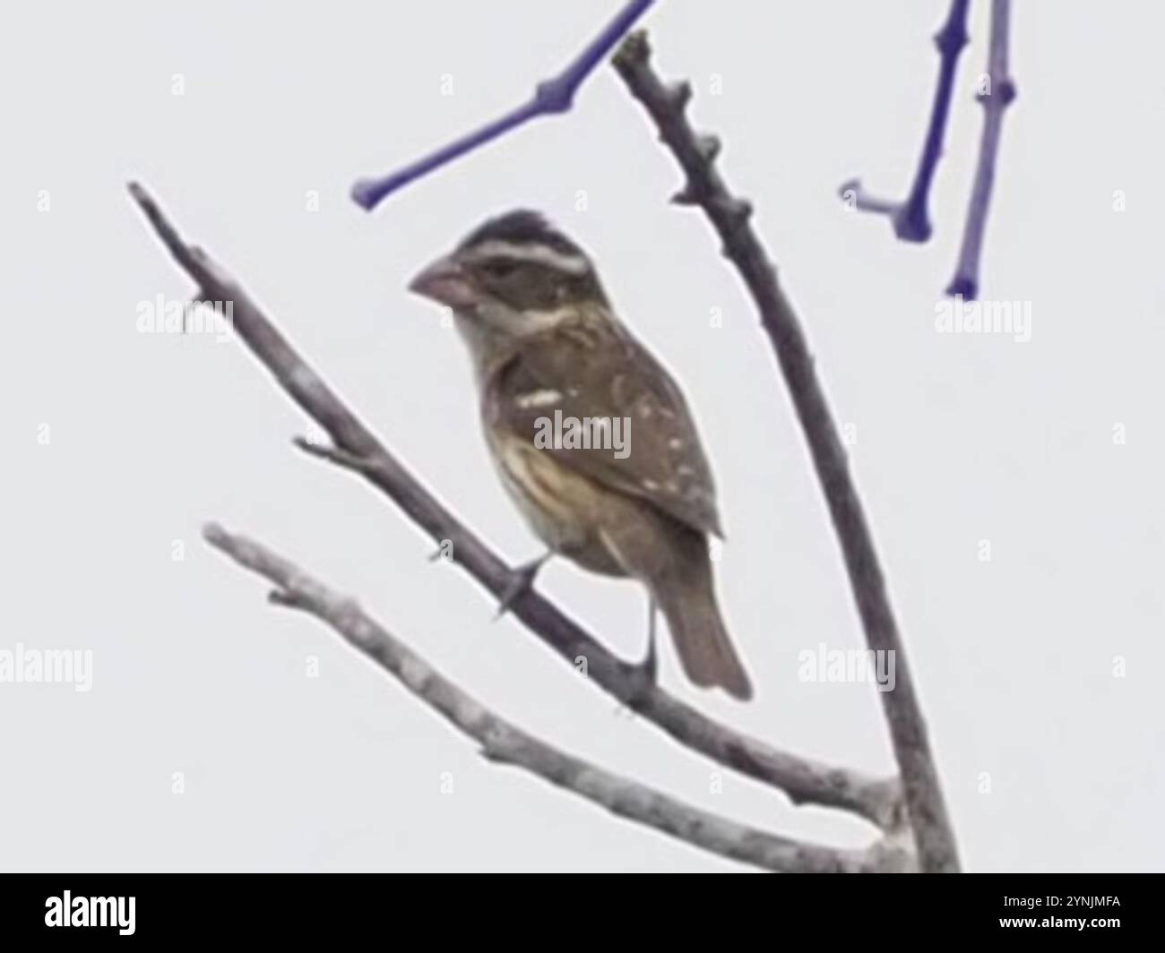 Rose-breasted Grosbeak (Pheucticus ludovicianus Stock Photo - Alamy