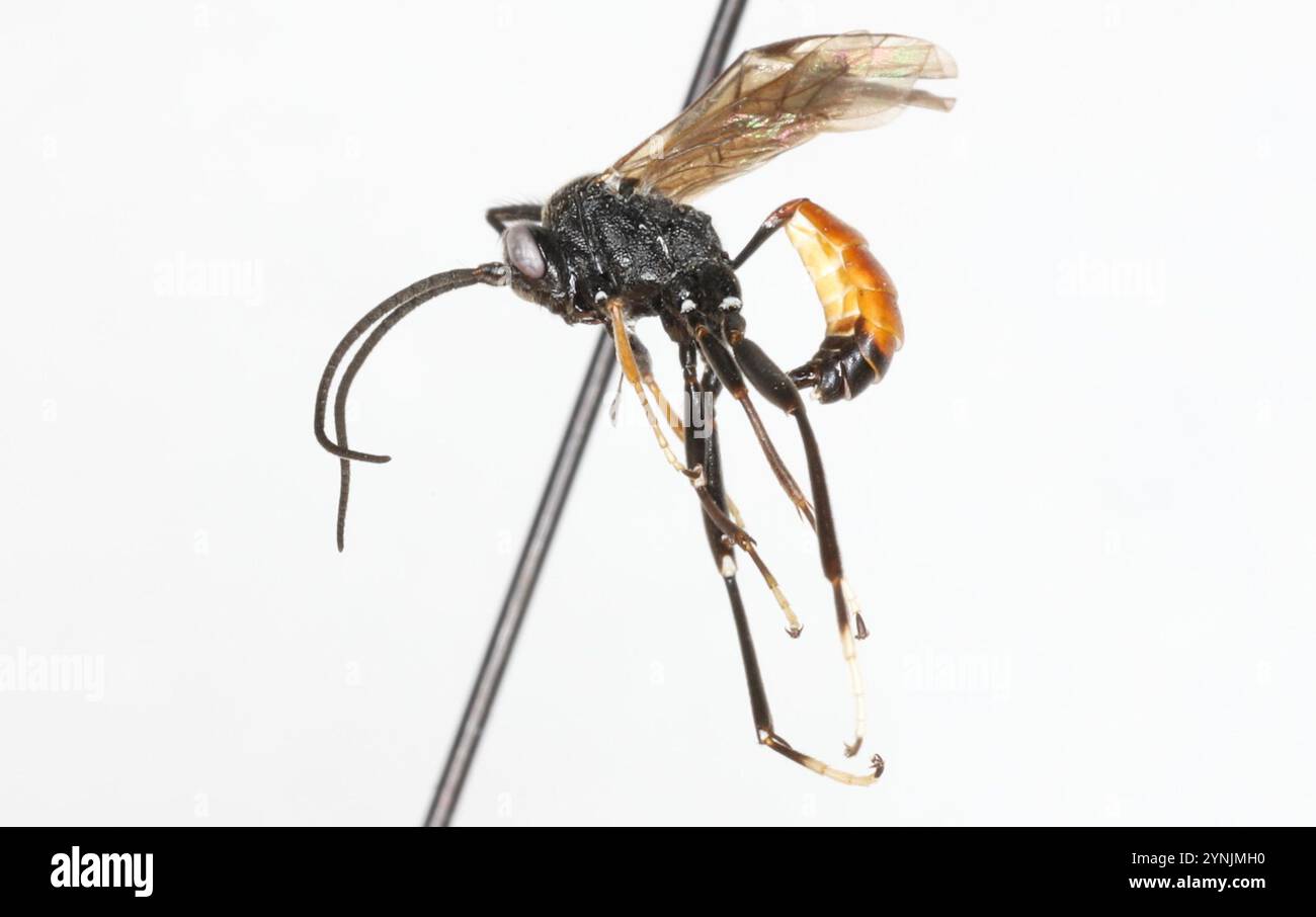 Ichneumonid and Braconid Wasps (Ichneumonoidea Stock Photo - Alamy