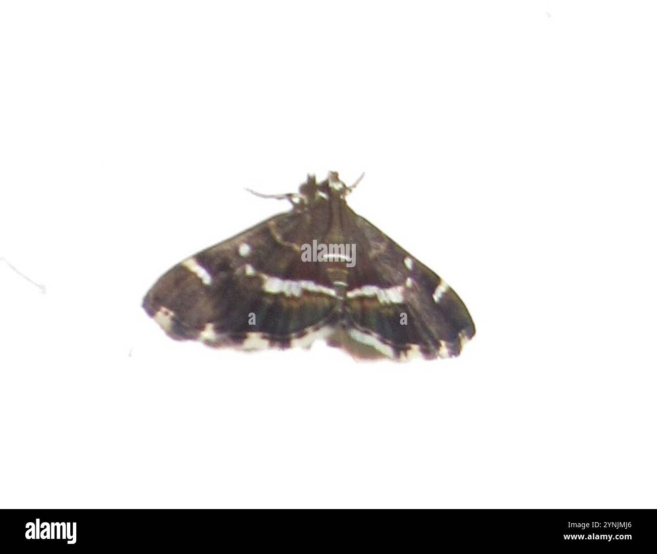 Spotted Beet Webworm Moth (Hymenia perspectalis Stock Photo - Alamy