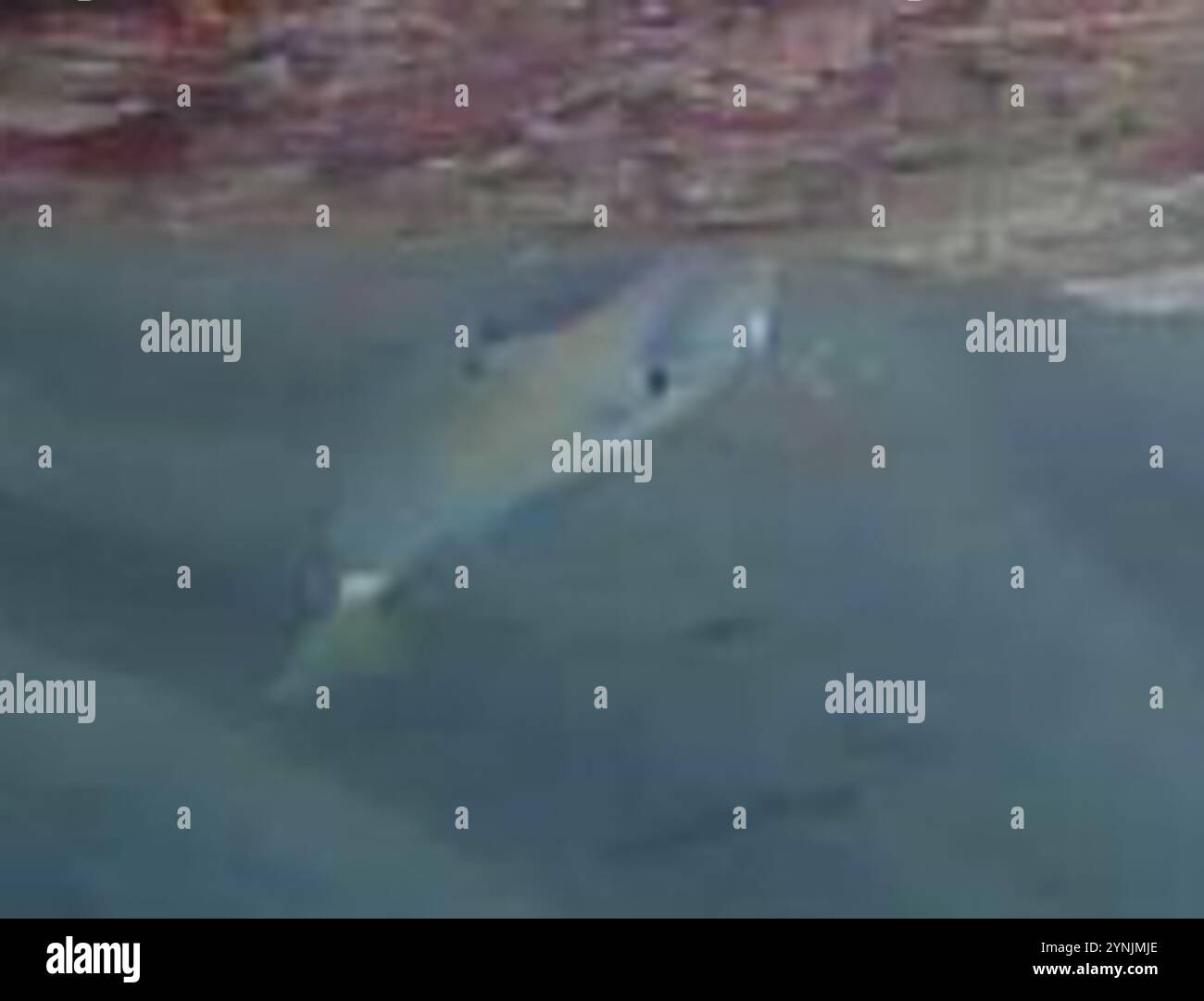 Ray-finned Fishes (Actinopterygii Stock Photo - Alamy