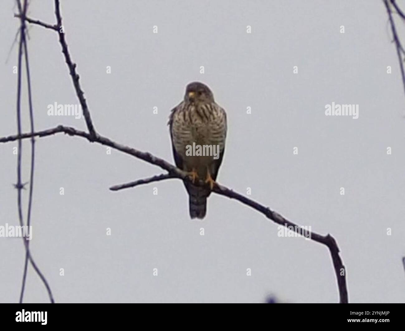 Roadside Hawk (Rupornis magnirostris Stock Photo - Alamy