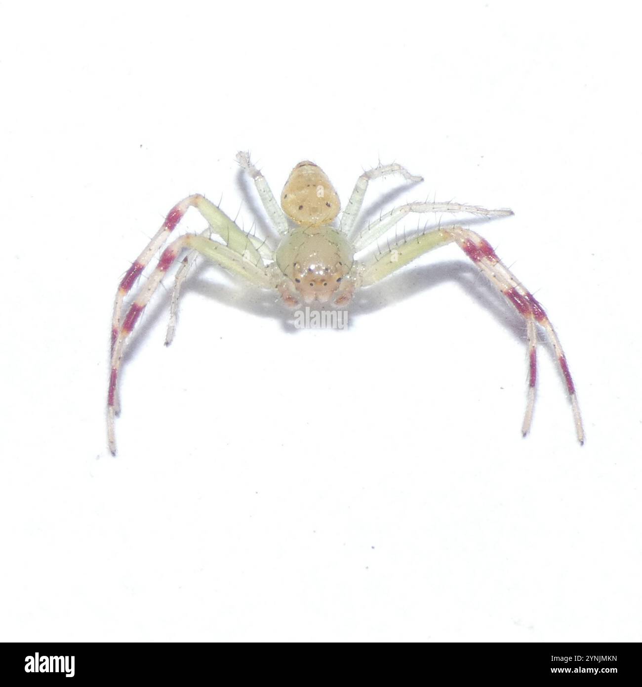 Crab Spiders (Thomisidae Stock Photo - Alamy