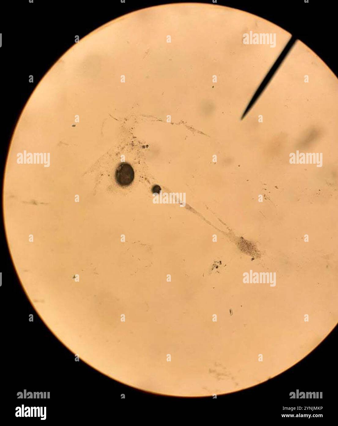 Lobosa hi-res stock photography and images - Alamy