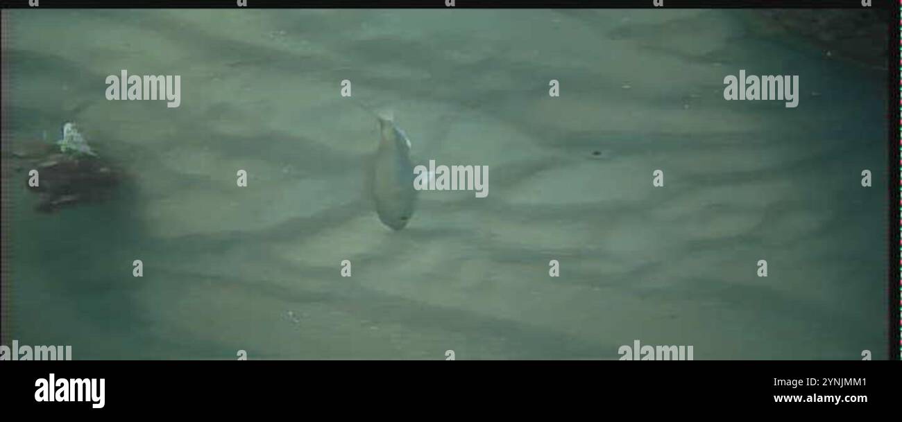 Ray-finned Fishes (Actinopterygii Stock Photo - Alamy