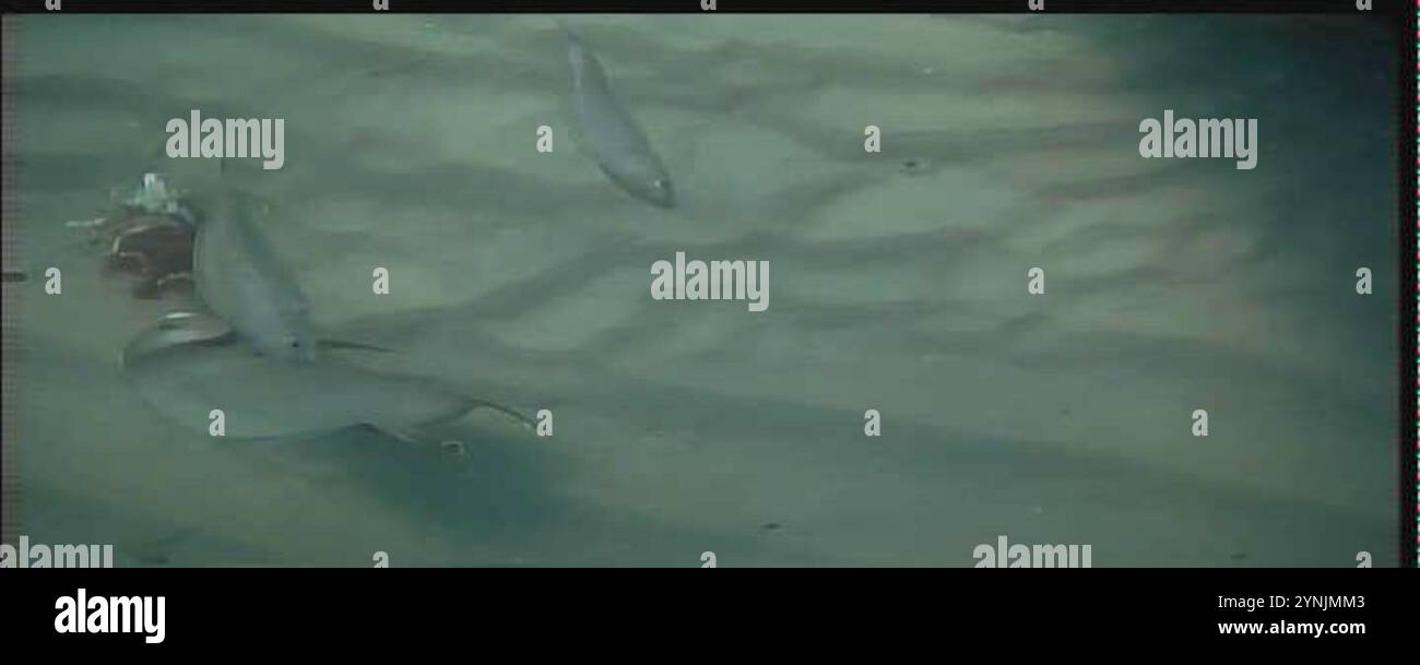 Ray-finned Fishes (Actinopterygii Stock Photo - Alamy