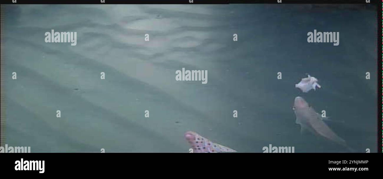 Ray-finned Fishes (Actinopterygii Stock Photo - Alamy