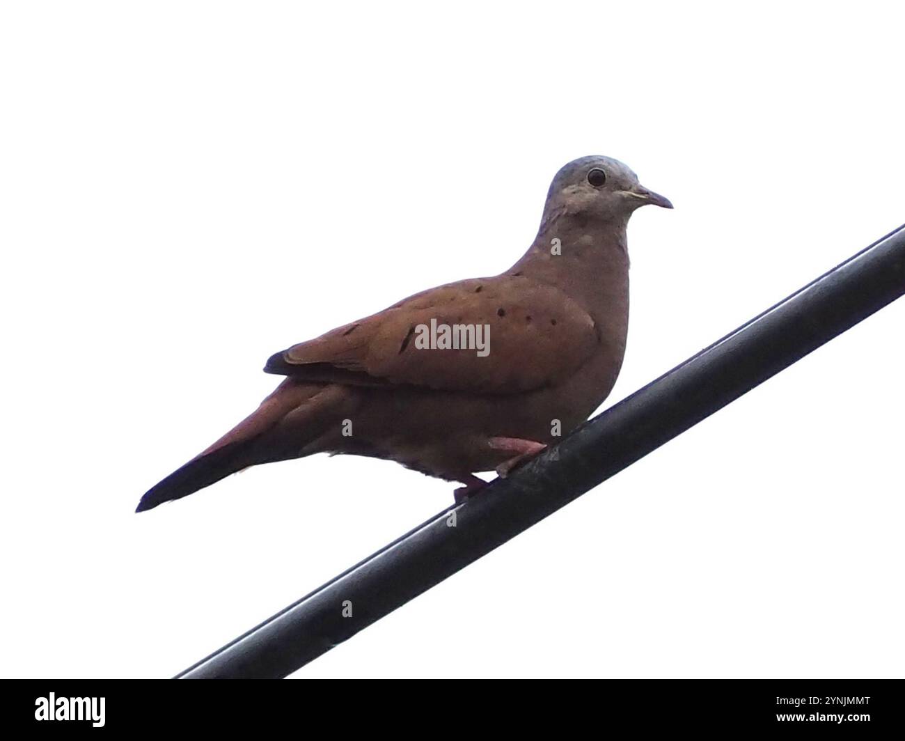 Ruddy Ground Dove (Columbina talpacoti Stock Photo - Alamy