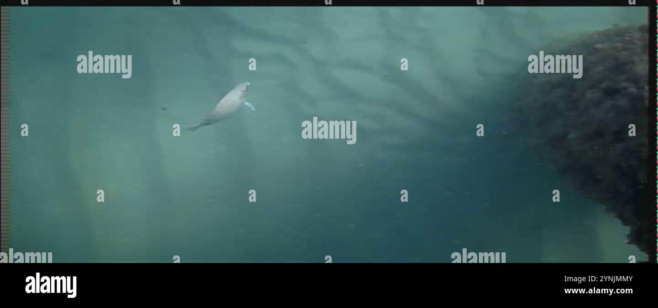 Ray-finned Fishes (Actinopterygii Stock Photo - Alamy