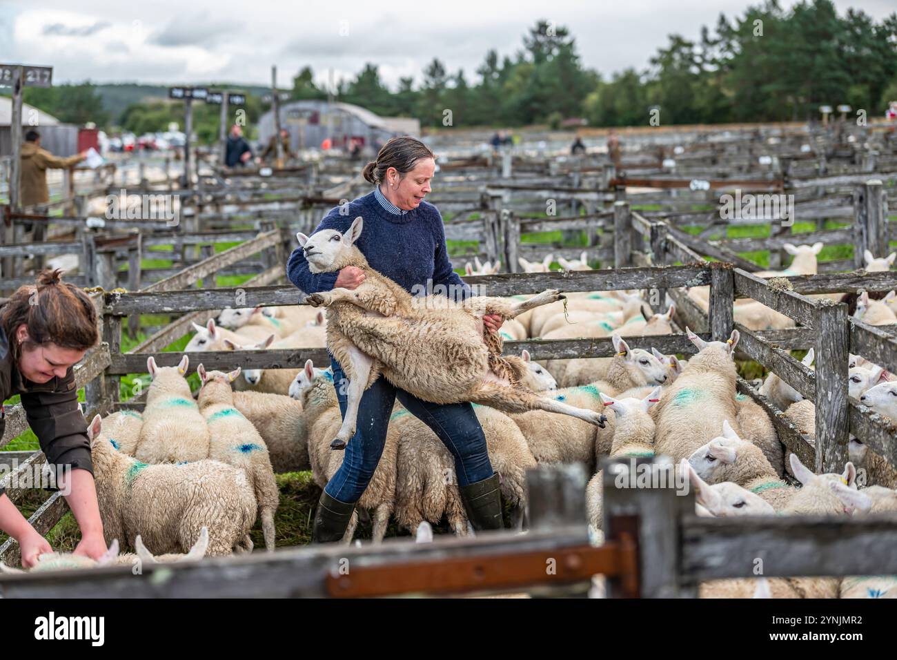 Sheep sale lairg sutherland scotland hi-res stock photography and ...