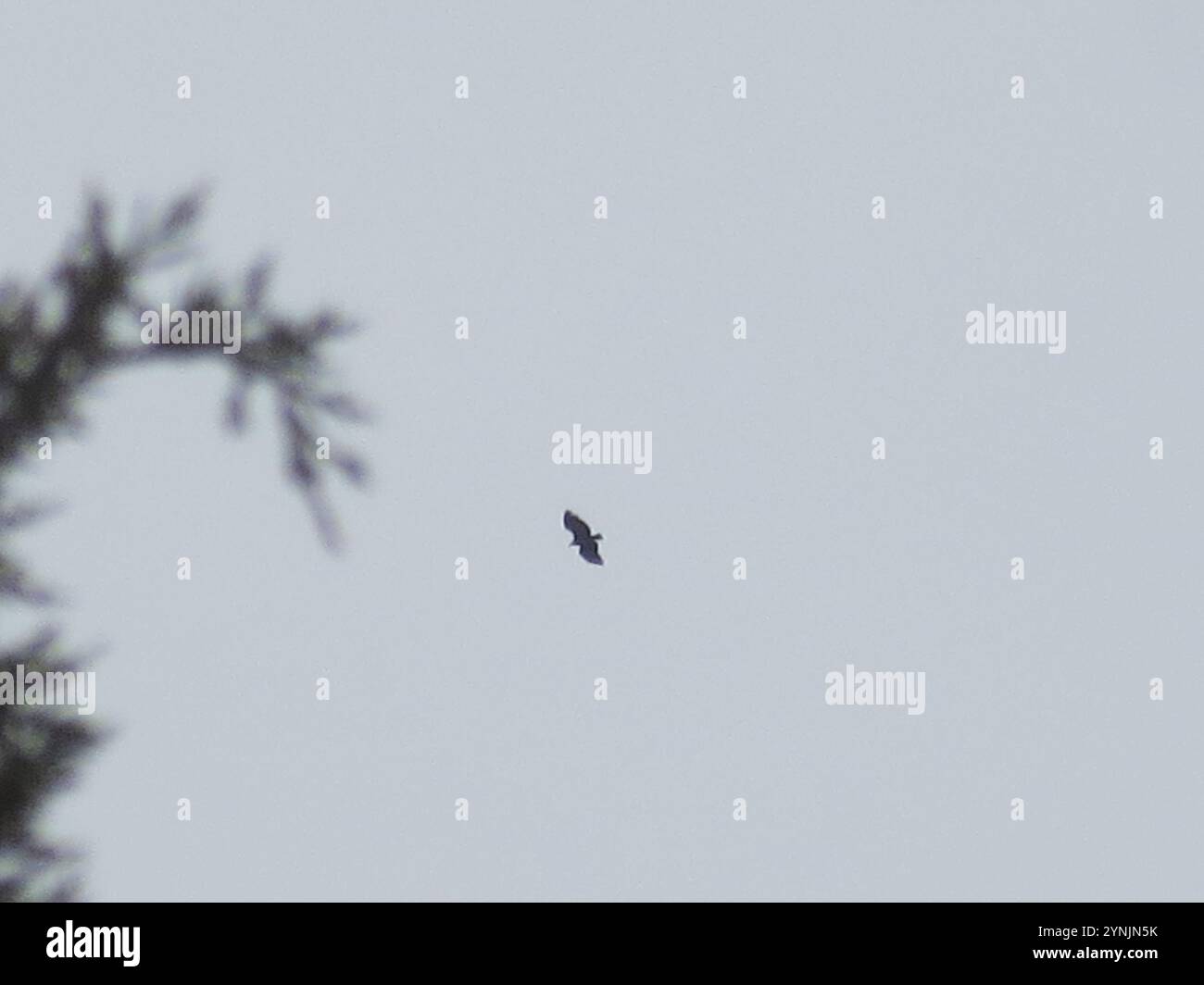 Hawks, Eagles, and Kites (Accipitridae Stock Photo - Alamy