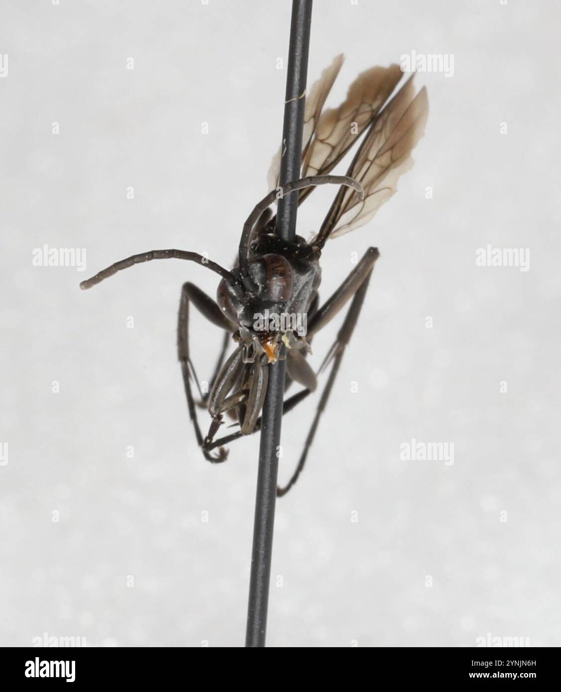 Spider Wasps (Pompilidae Stock Photo - Alamy