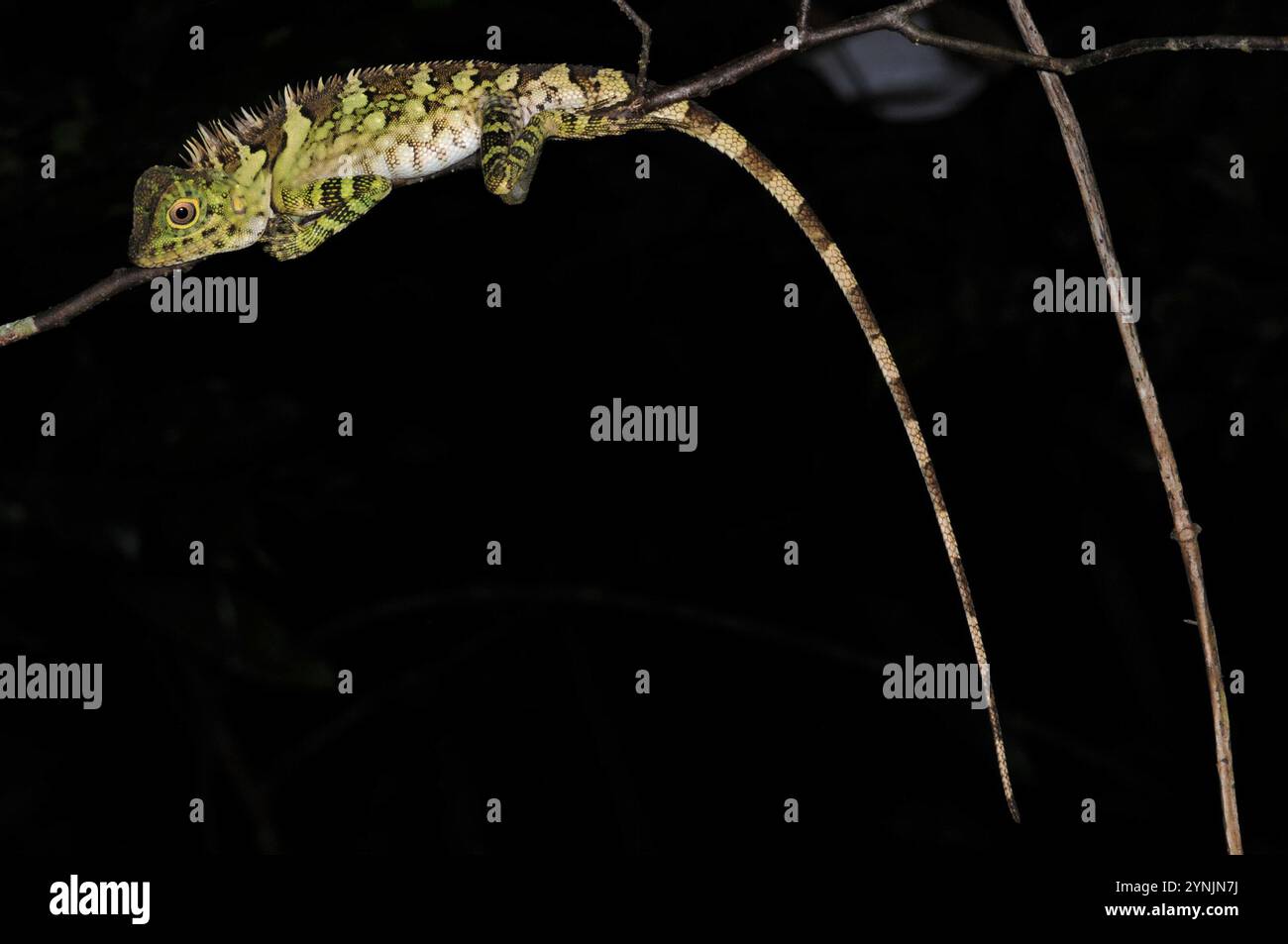 Blue-eyed Anglehead Lizard (Gonocephalus liogaster Stock Photo - Alamy