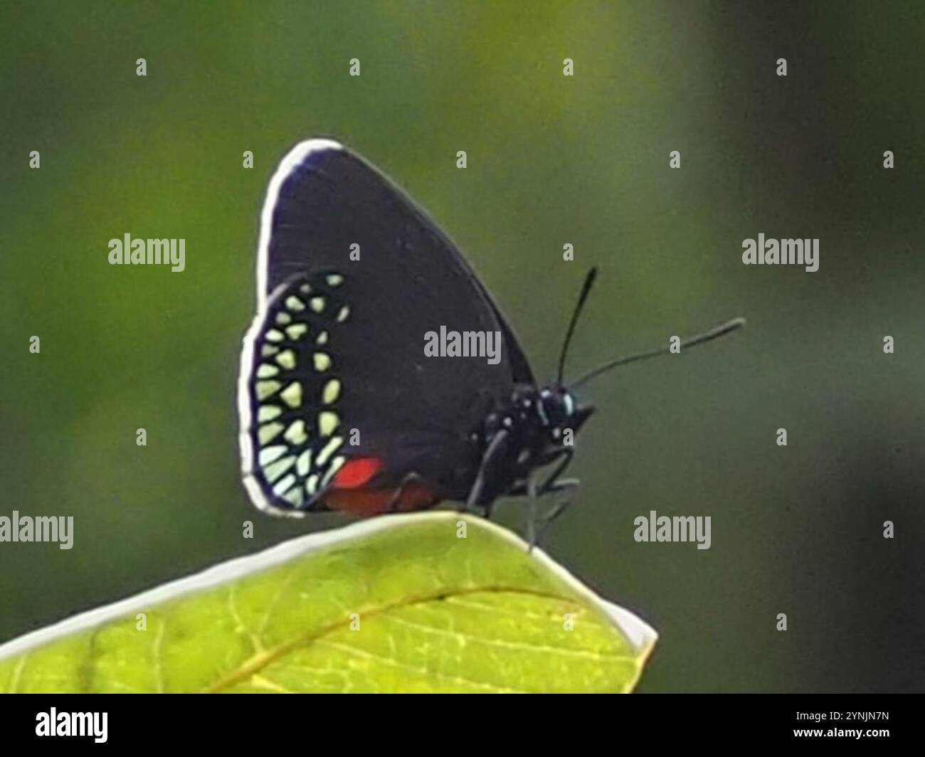 Mexican Cycadian (Eumaeus toxea Stock Photo - Alamy