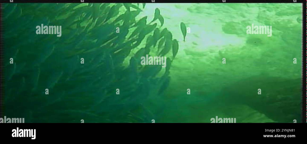 Ray-finned Fishes (Actinopterygii Stock Photo - Alamy