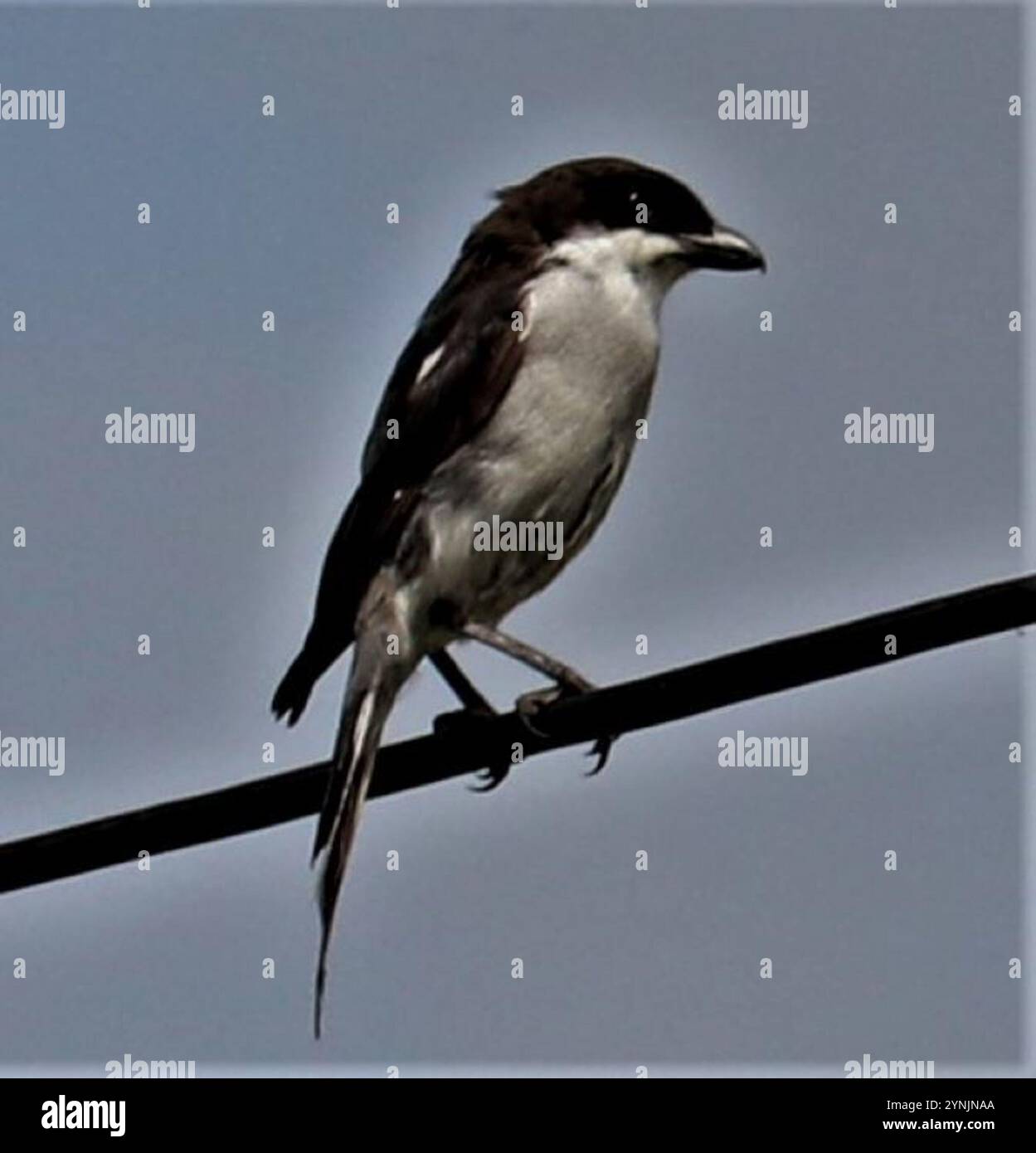 Cape Southern Fiscal (Lanius collaris collaris Stock Photo - Alamy