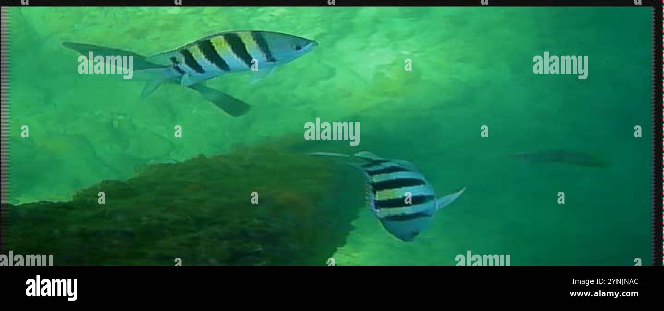 Atlantic Sergeant Major (Abudefduf saxatilis Stock Photo - Alamy