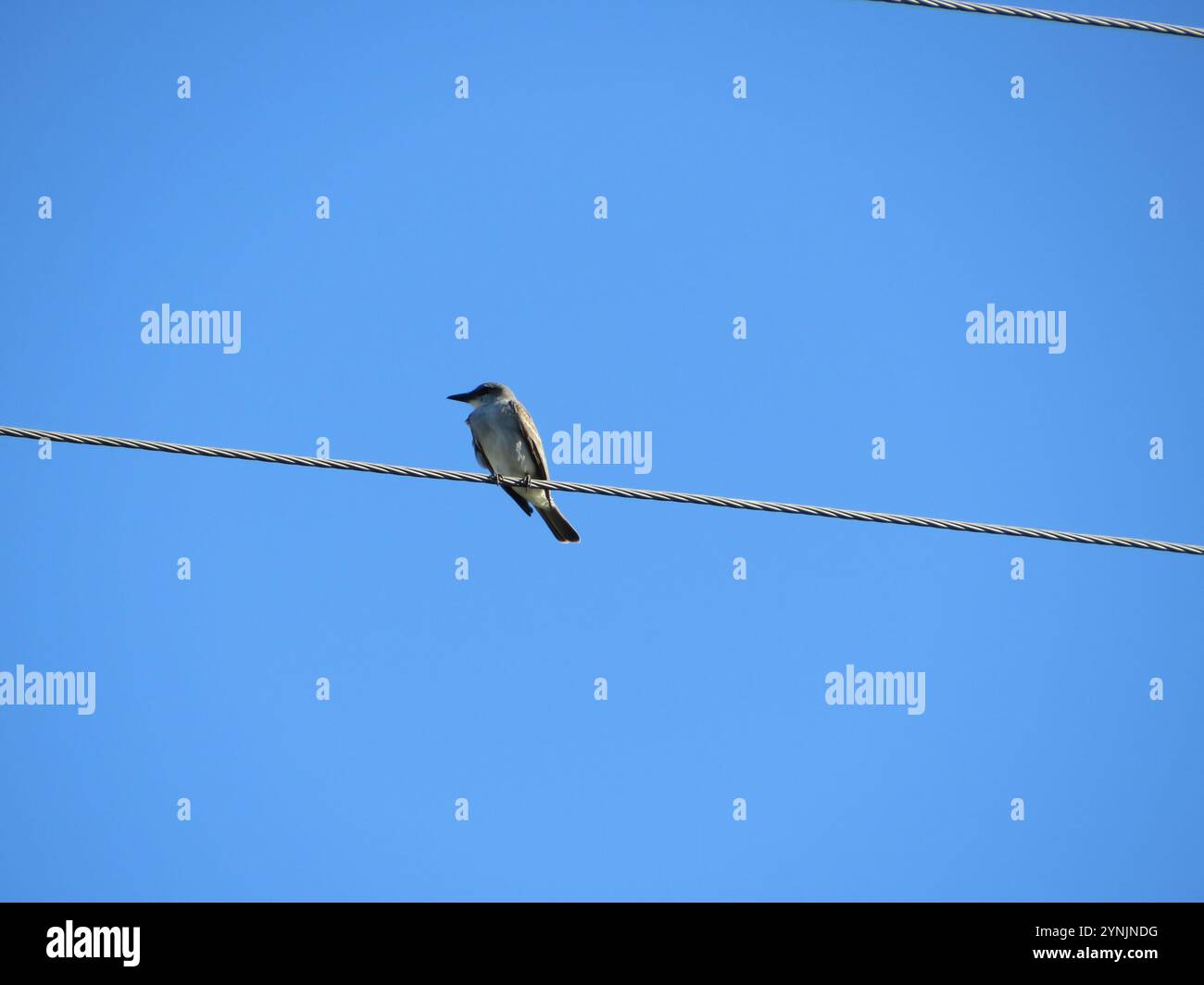 (Tyrannus dominicensis dominicensis Stock Photo - Alamy