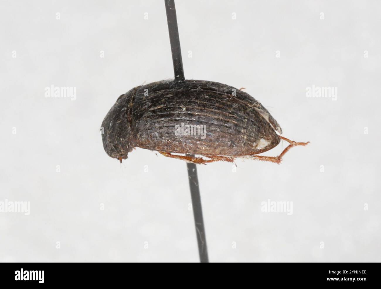 Hydrobius hi-res stock photography and images - Alamy