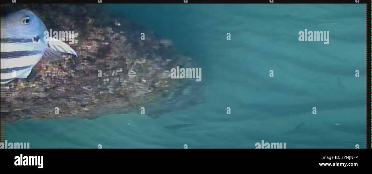 Atlantic Sergeant Major (Abudefduf saxatilis Stock Photo - Alamy