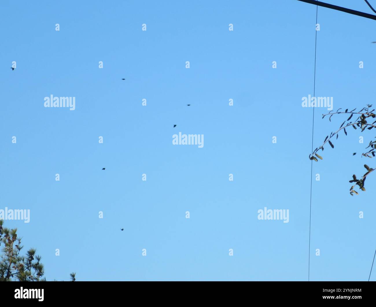 Fish Crow (Corvus ossifragus Stock Photo - Alamy