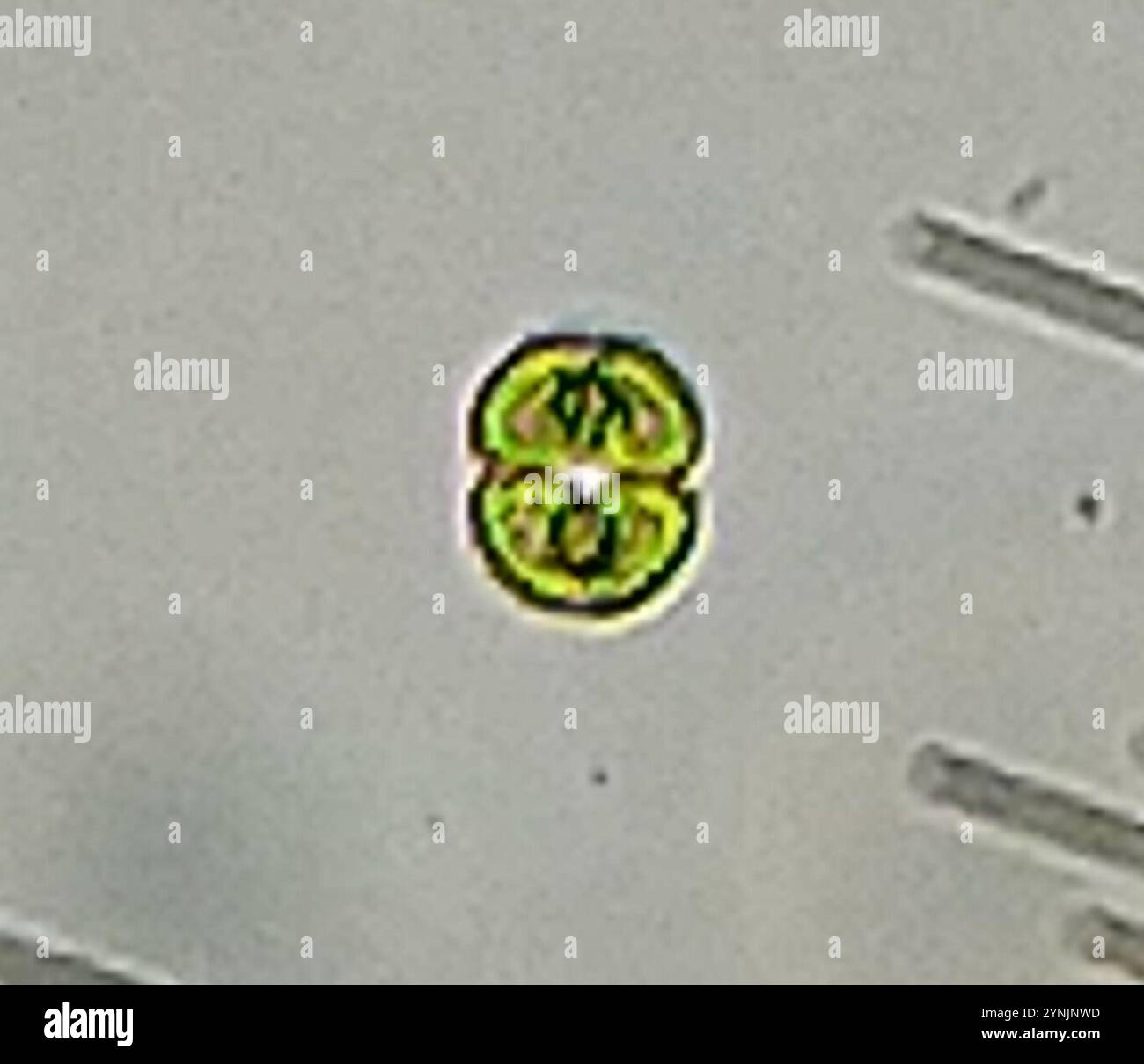 Cosmarium hi-res stock photography and images - Alamy